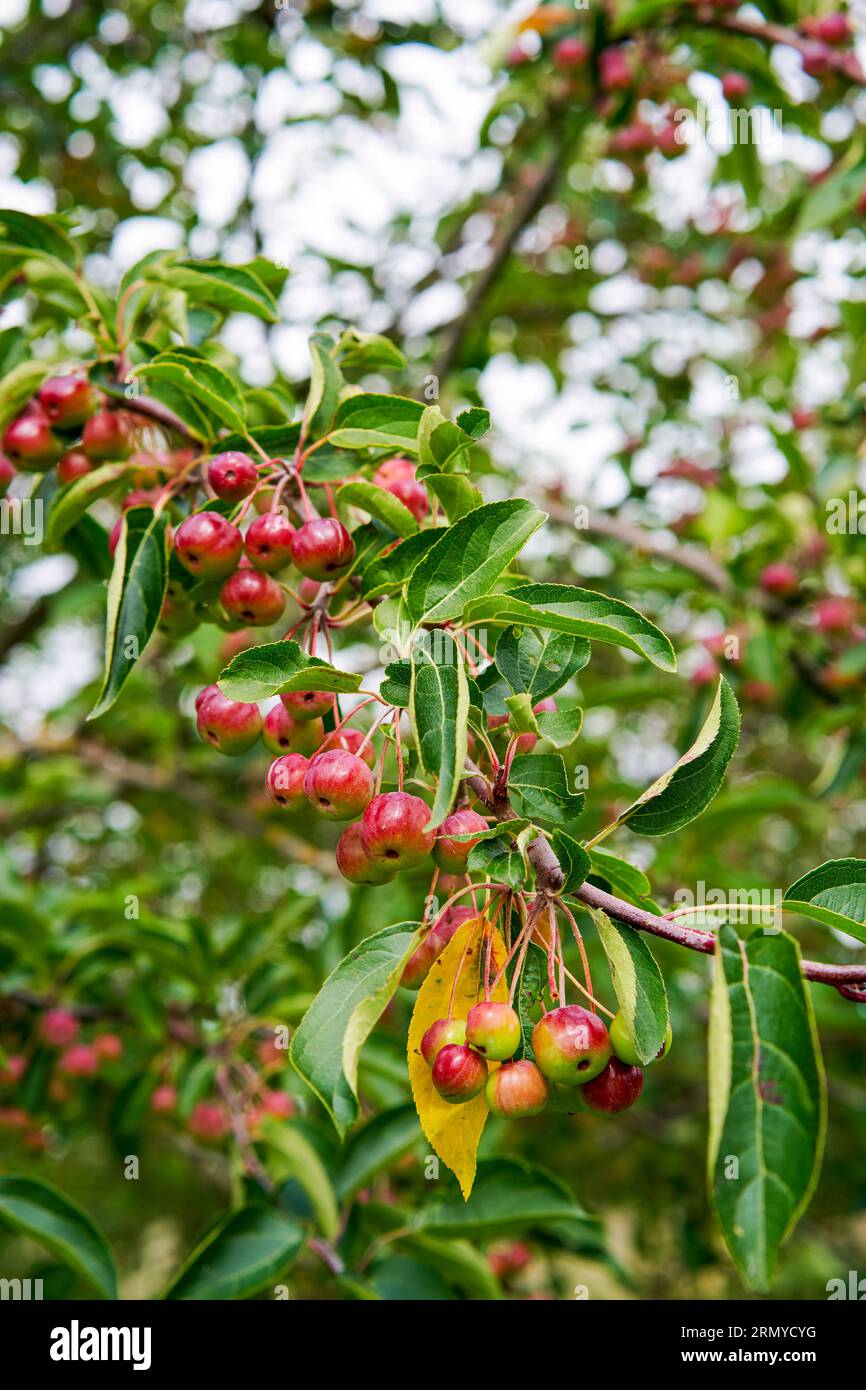 Cherries ripening on a branch Stock Photo - Alamy