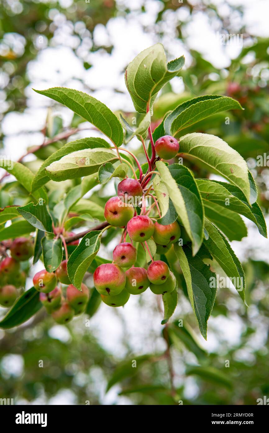 Cherry berry on branch hi-res stock photography and images - Alamy