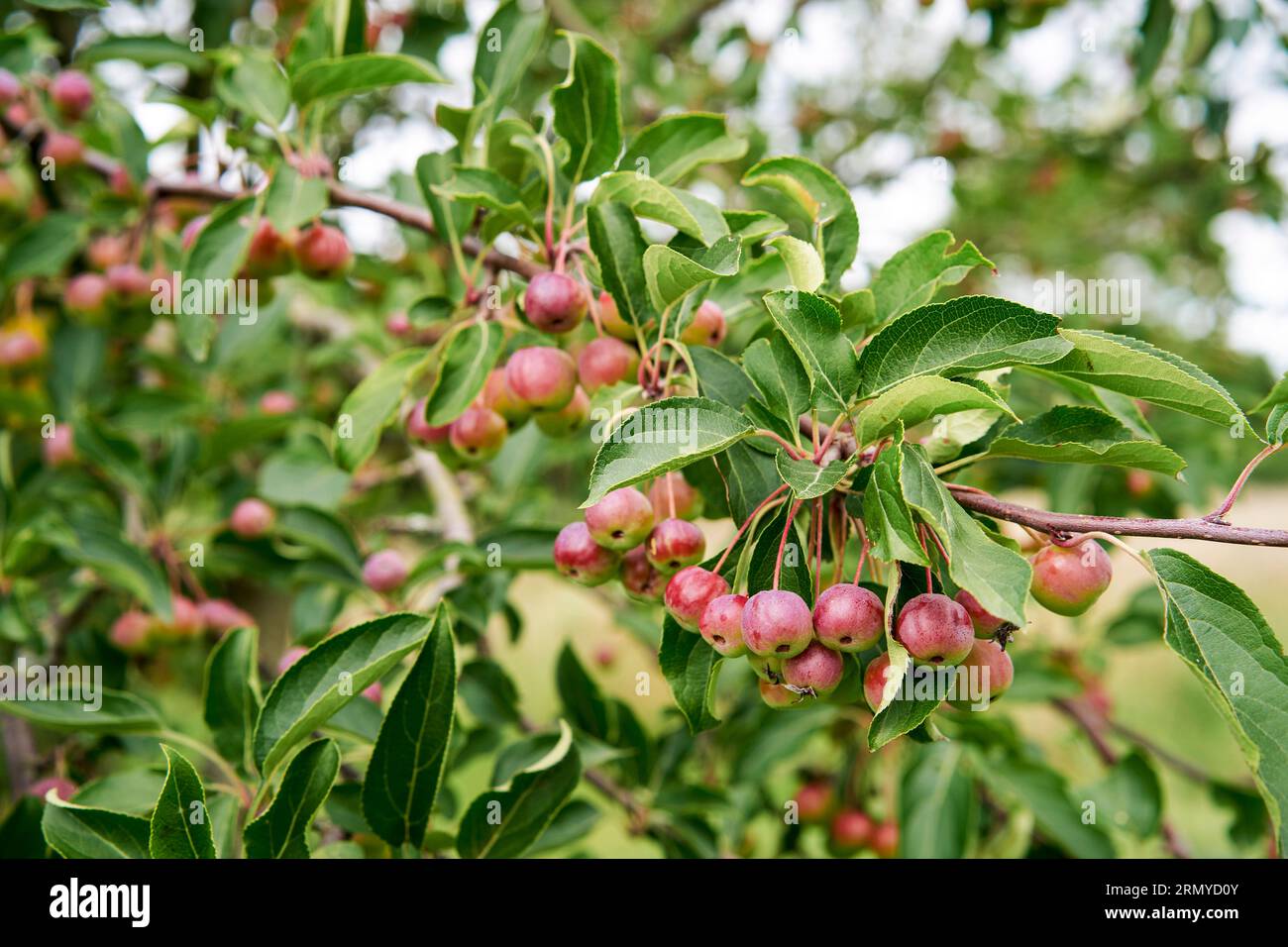 Berry cherry on branch hi-res stock photography and images - Alamy