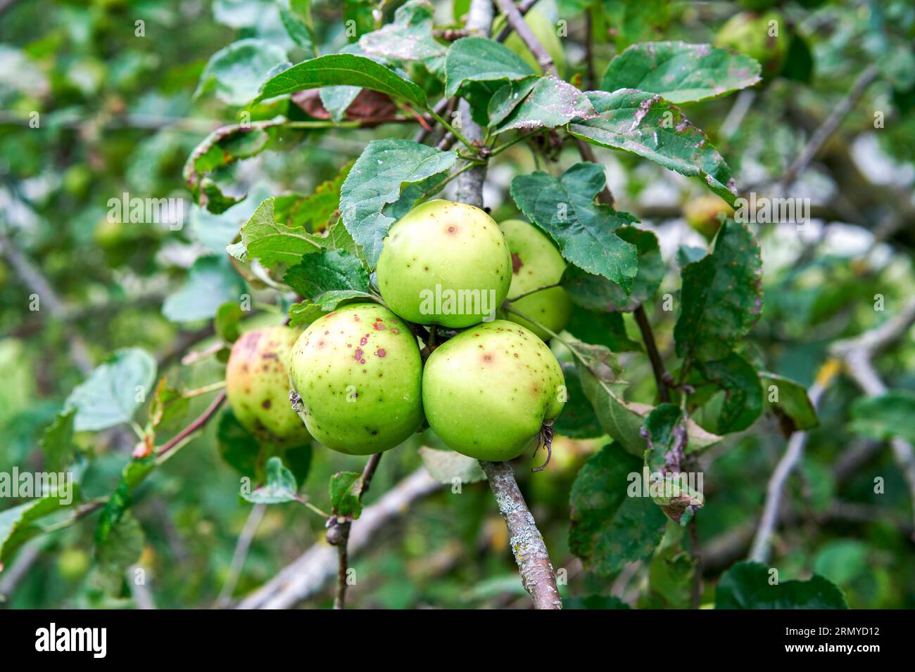 Apples with apple scab Venturia inaequalis Stock Photo - Alamy