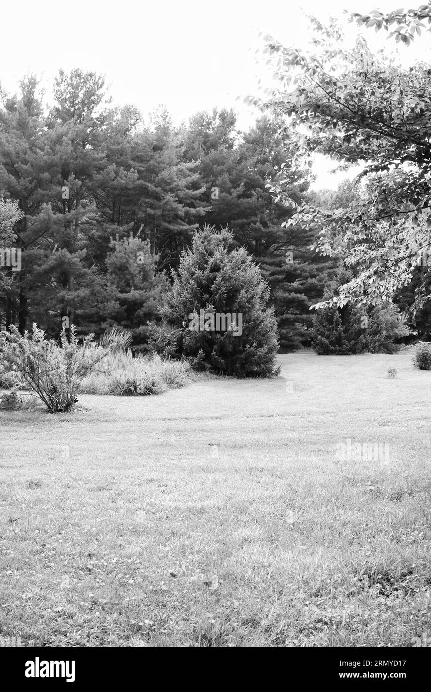 A simple bush growing in the overgrown sunny summer meadow in a black ...