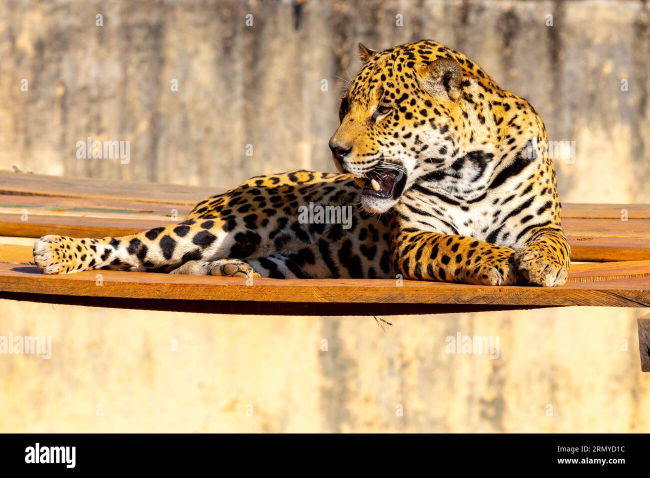 Magnificent jaguar portrait in selective focus. Largest wild cat in the ...