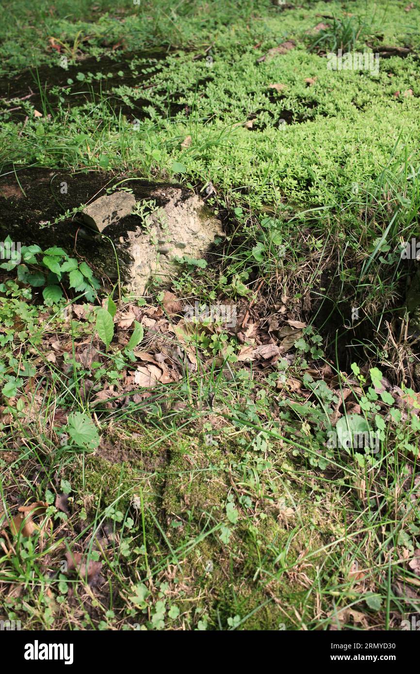 Old abandoned concrete slab foundation of a long gone building and home ...