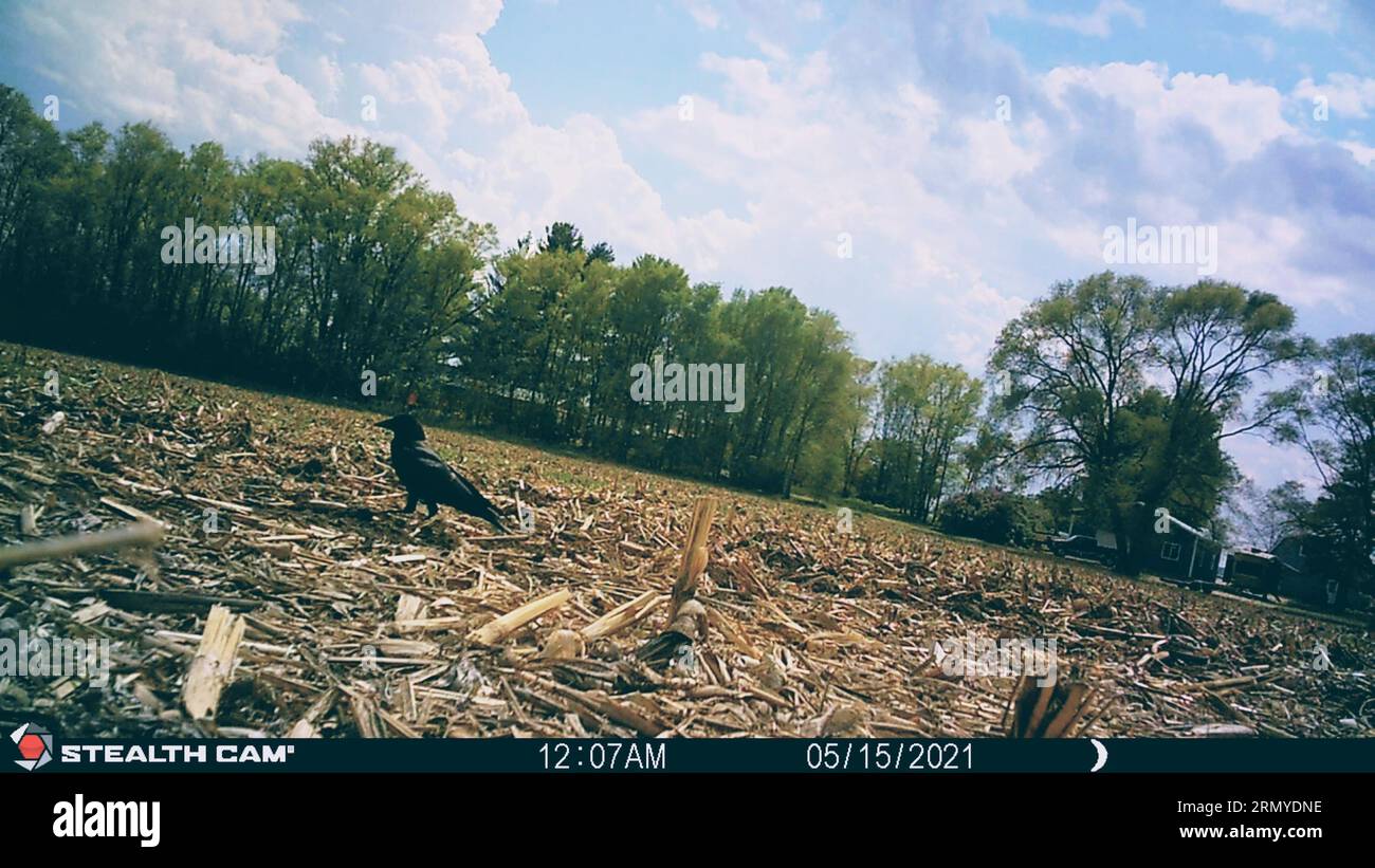 A bird of prey stands in a picturesque hayfield, its gaze focused ...