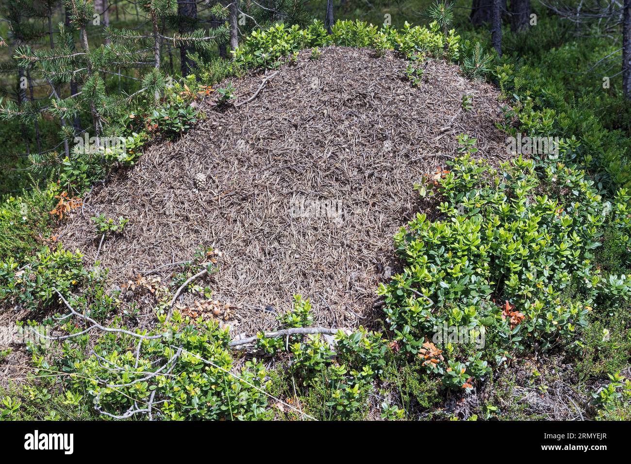 Ant hill colony at Lesjaverk, Innlandet,Norway. An ant colony is a ...