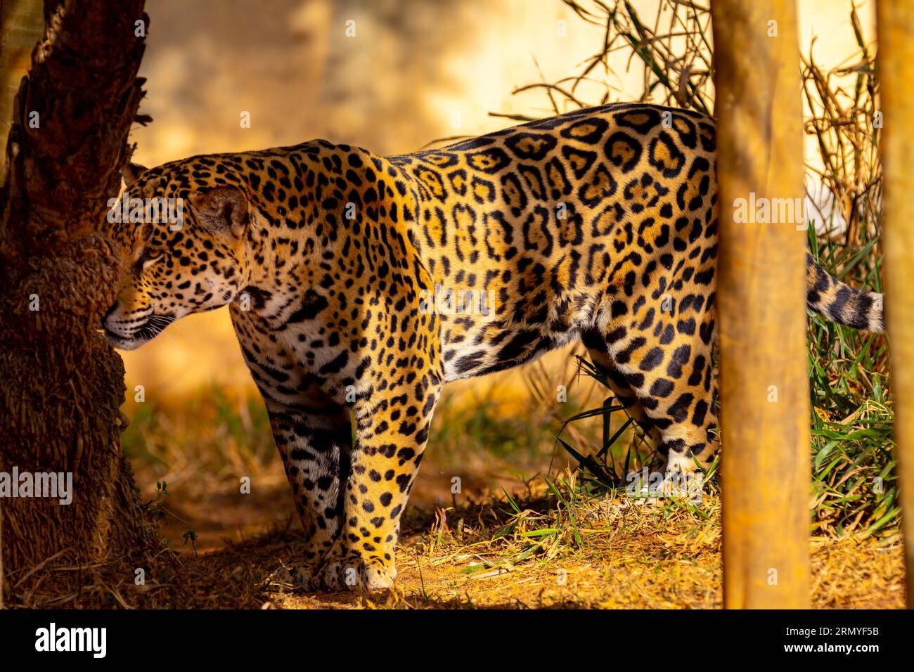 Magnificent jaguar portrait in selective focus. Largest wild cat in the ...