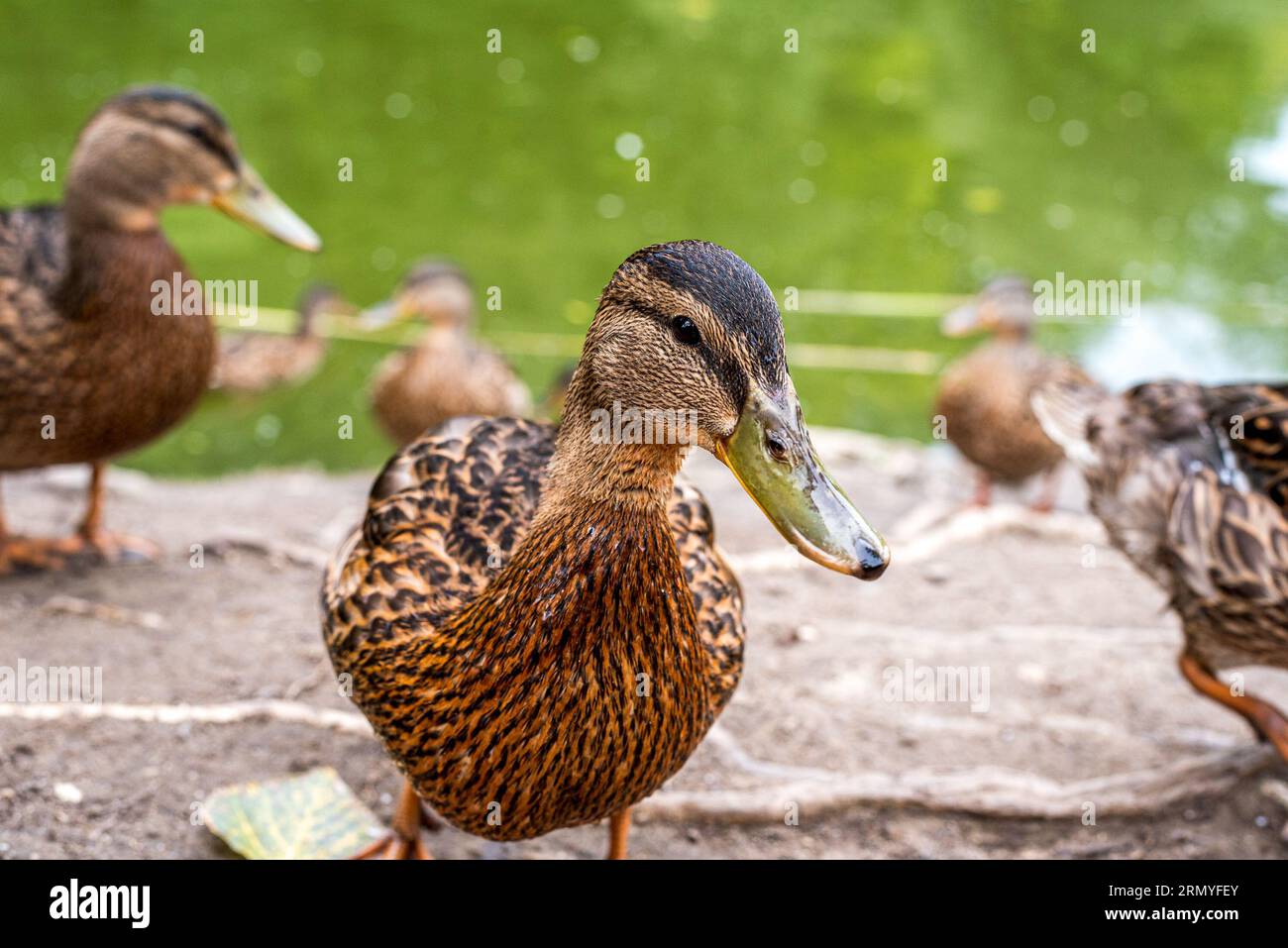 Mallard ducks resting on a lake coast. Male and female wild ducks in ...