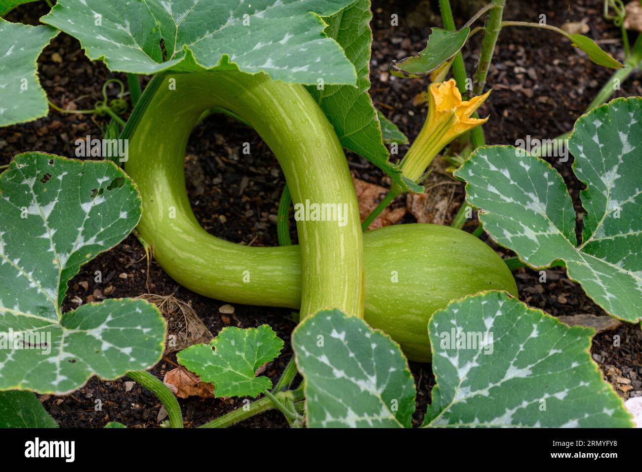 Open air plantation of ripe courgette zucchini vegetables ready to ...