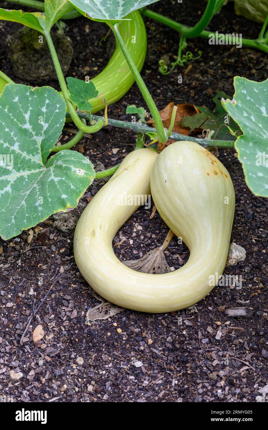 Open air plantation of ripe courgette zucchini vegetables ready to ...