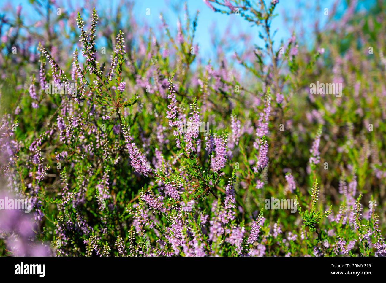 Nature background, green lung of North Brabant, pink blossom of heather ...