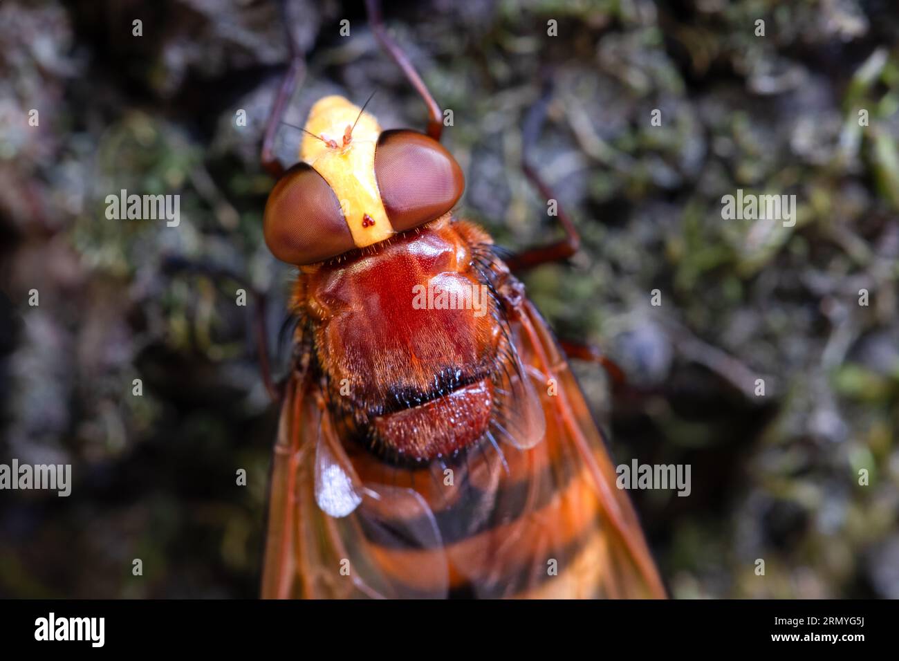 Hornet feed hi-res stock photography and images - Alamy