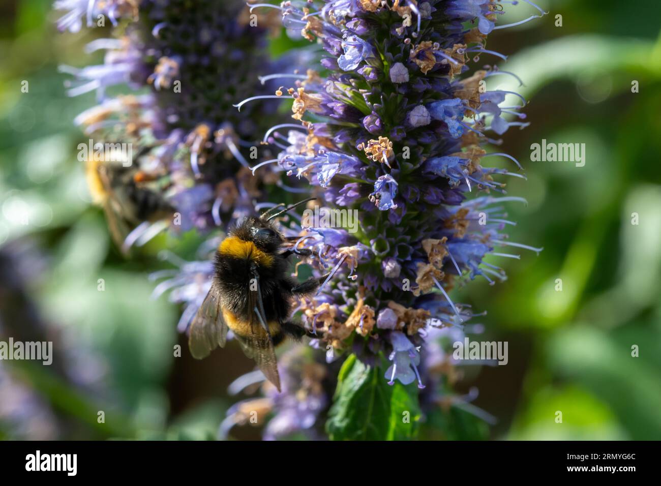 Honey bee insect pollinates purple flowers of agastache foeniculum ...