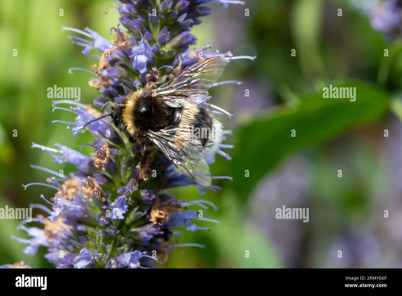 Honey bee insect pollinates purple flowers of agastache foeniculum ...