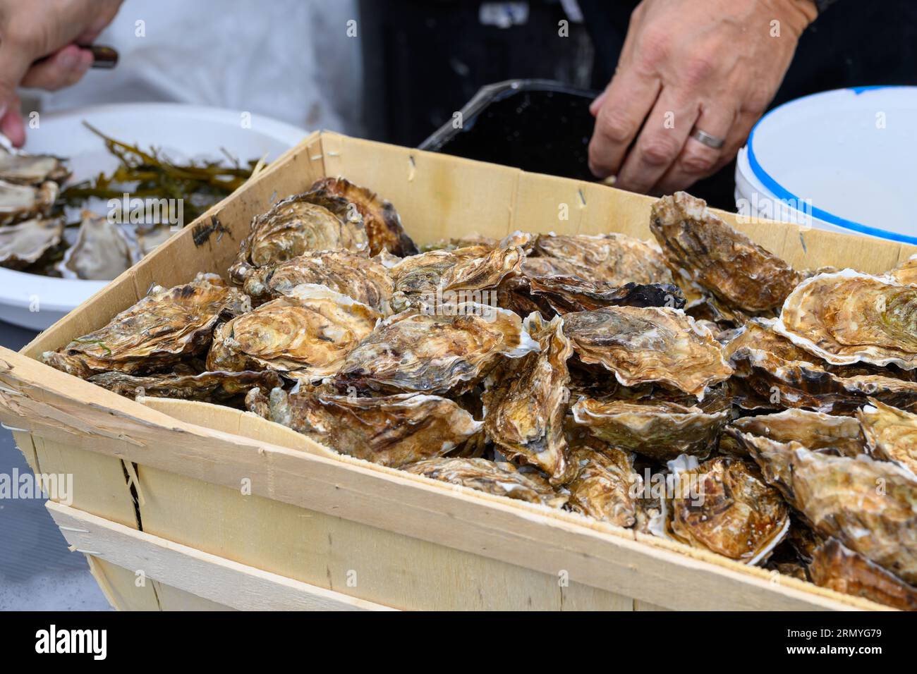 Fresh french Gillardeau oysters molluscs in wooden box ready to eat ...