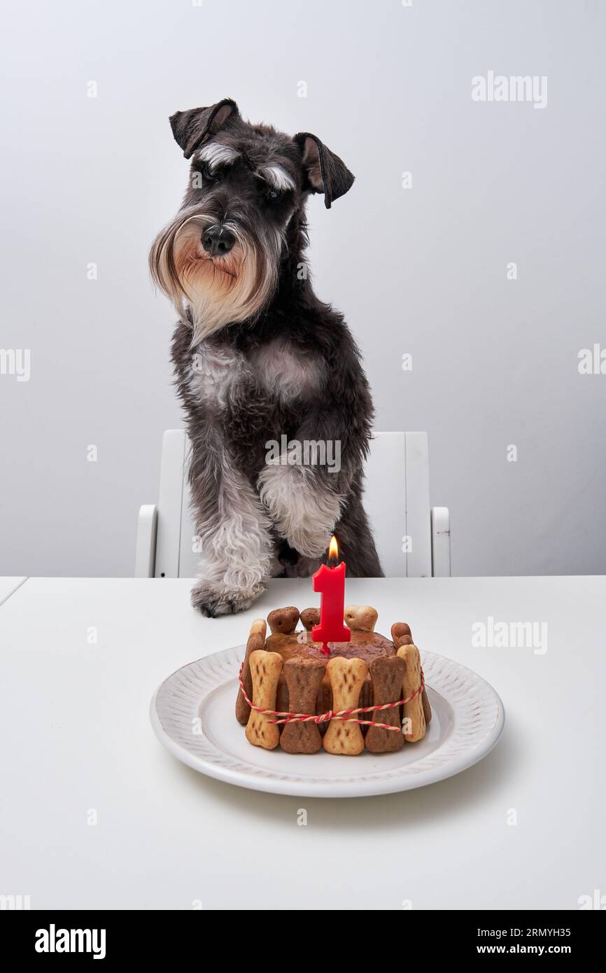 Fluffy adorable Miniature Schnauzer puppy standing on white chair with ...