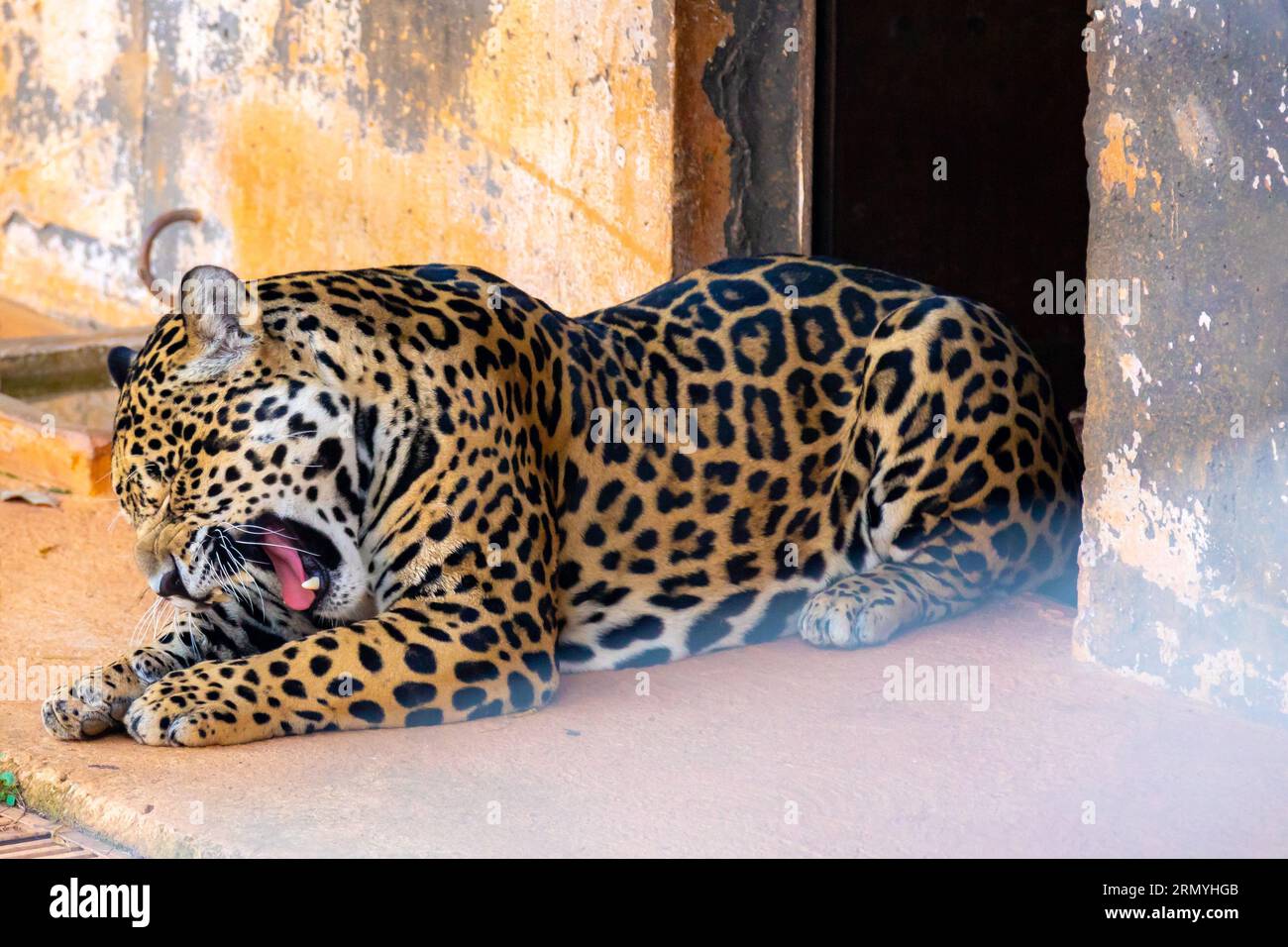 Magnificent jaguar portrait in selective focus. Largest wild cat in the ...