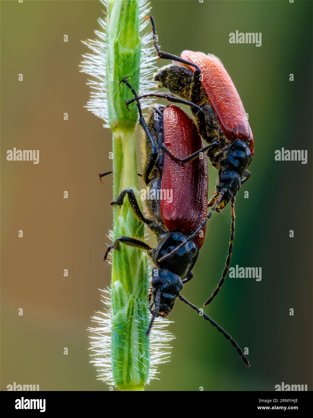 Male and female comb-clawed beetle mating (Omophlus proteus) on green ...