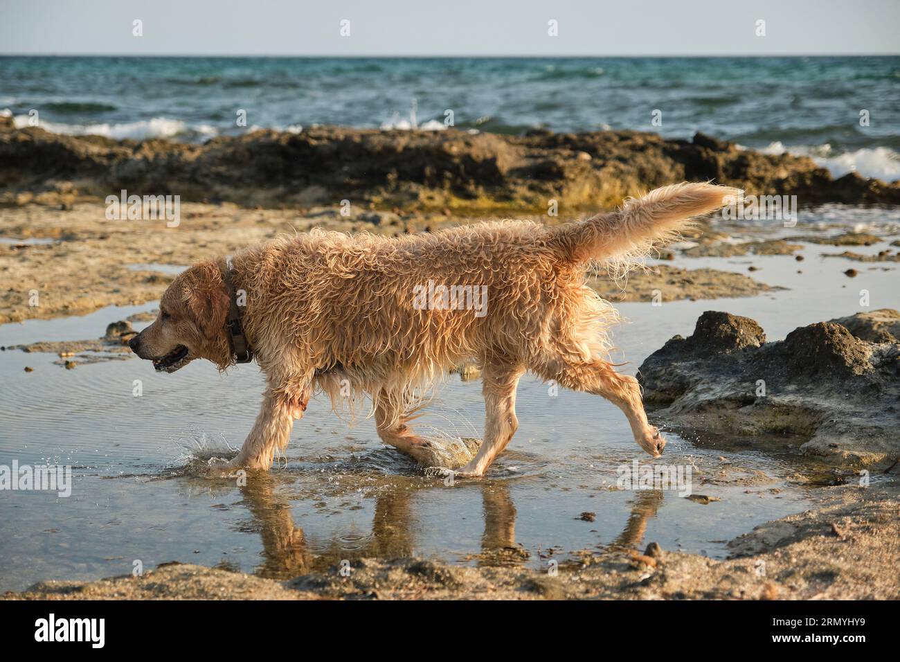 Side view of Golden Retriever dog in collar walking on puddle on shore ...