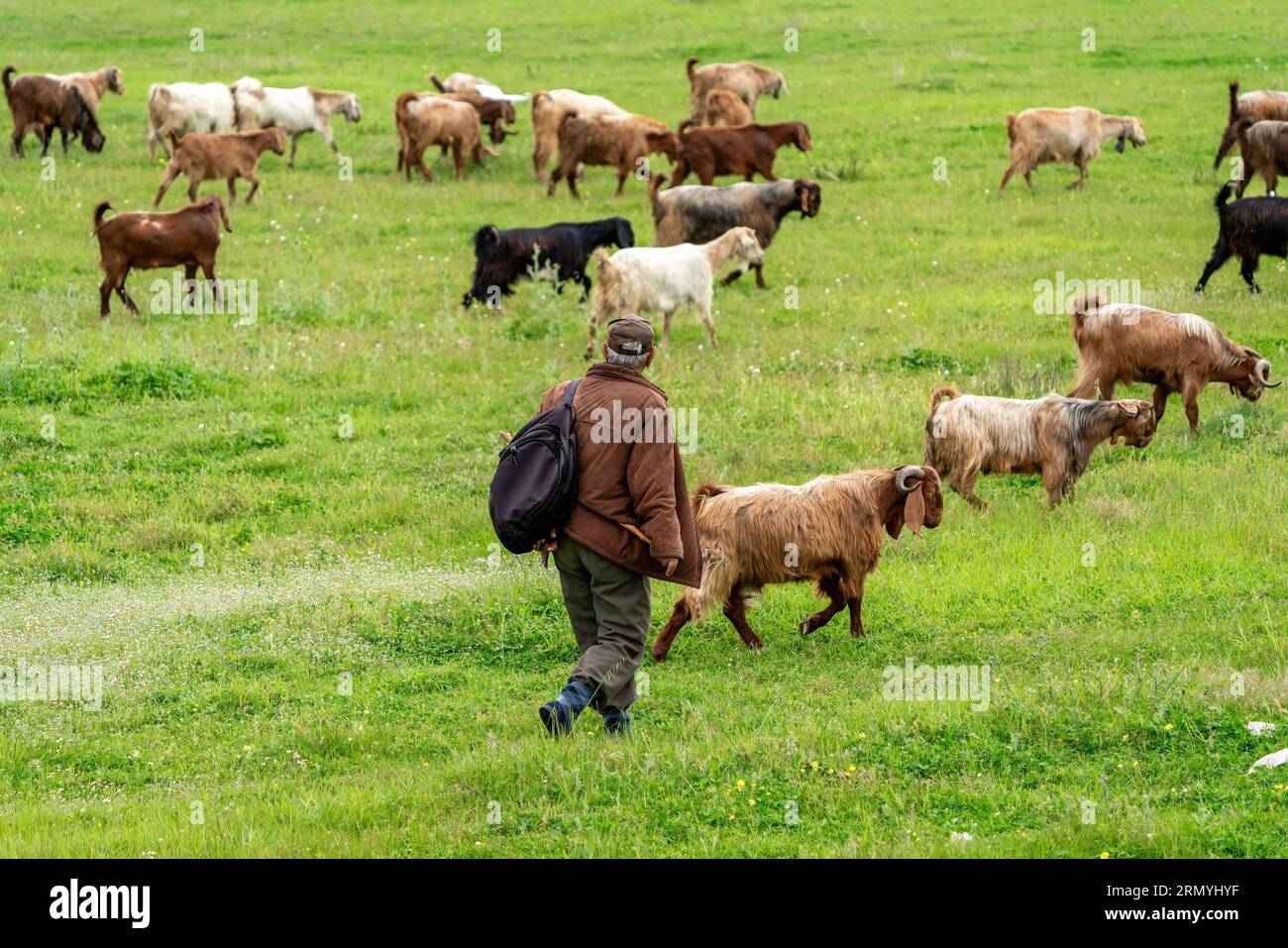 Goat herder grazing his herd in Turkey Stock Photo - Alamy