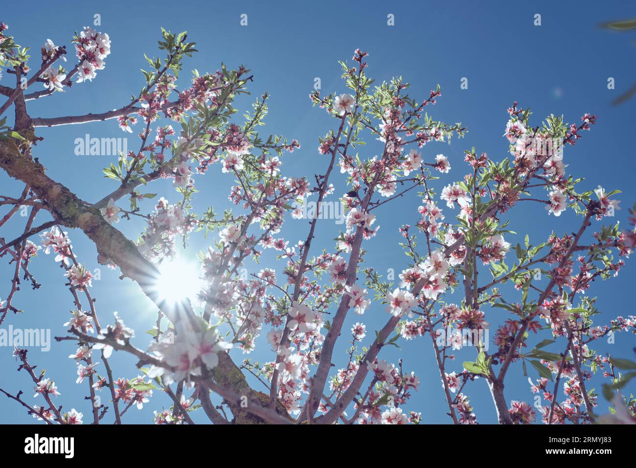 Low angle of branches of sakura tree with gentle blooming flowers ...