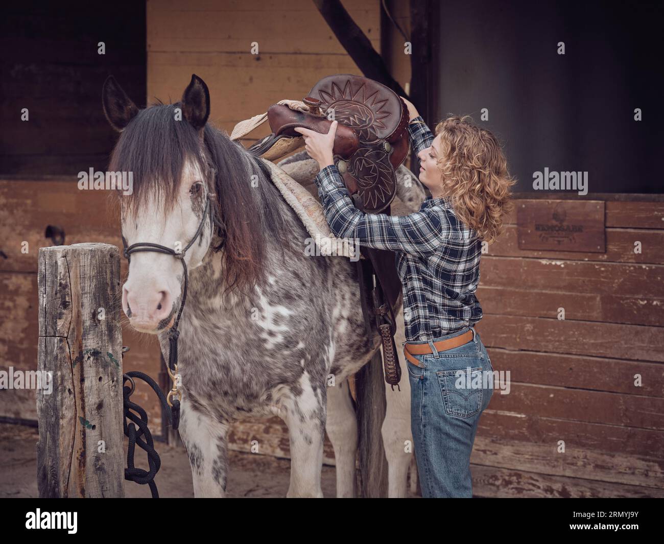 Side view of female rider putting on western saddle on horse with ...