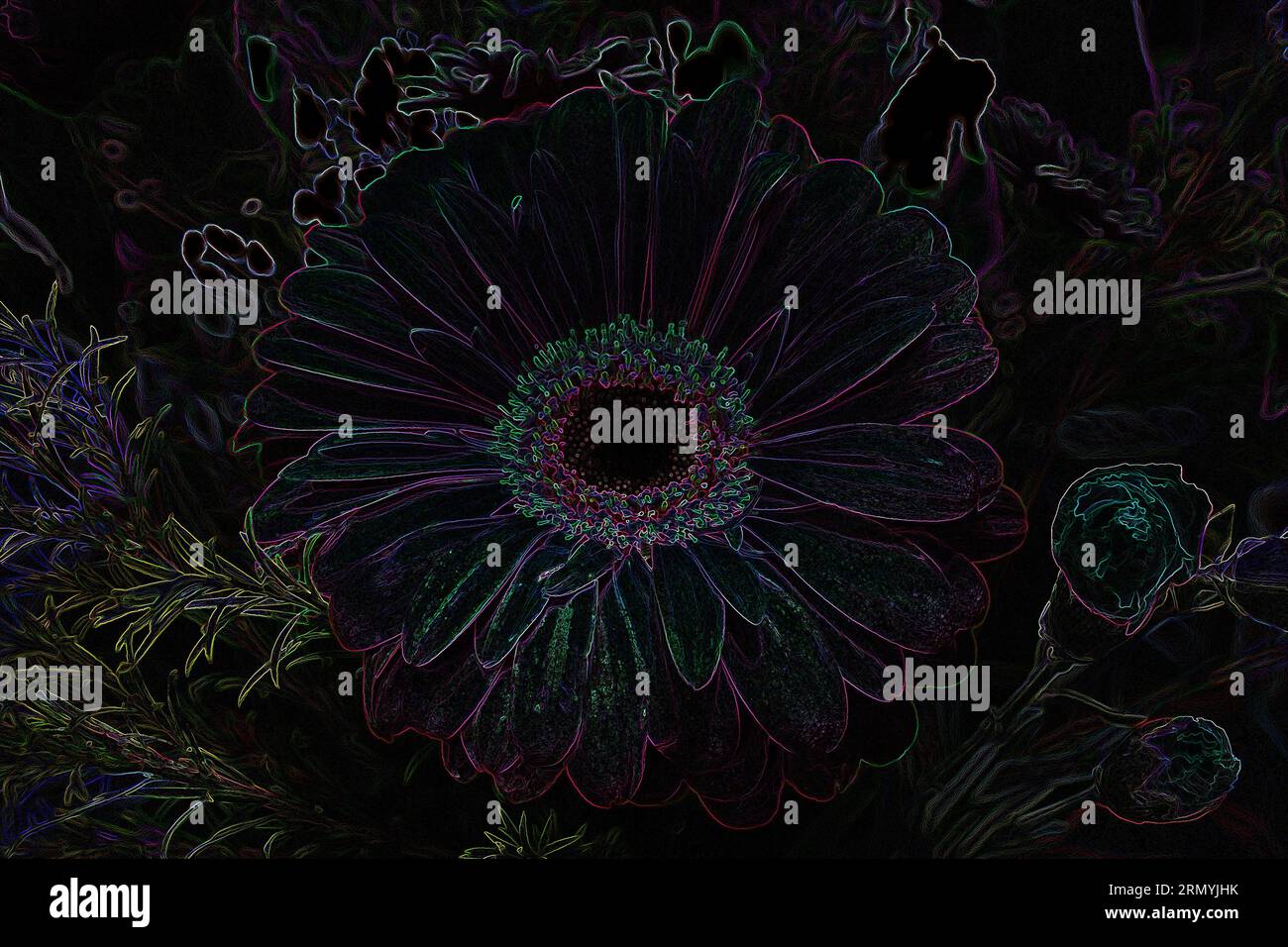 Abstract, digital outline of a Gerber Daisy, flower buds and foliage ...