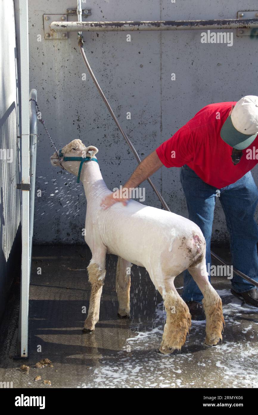 A man is washing a sheep at a county fair. He is rubbing soap into the ...