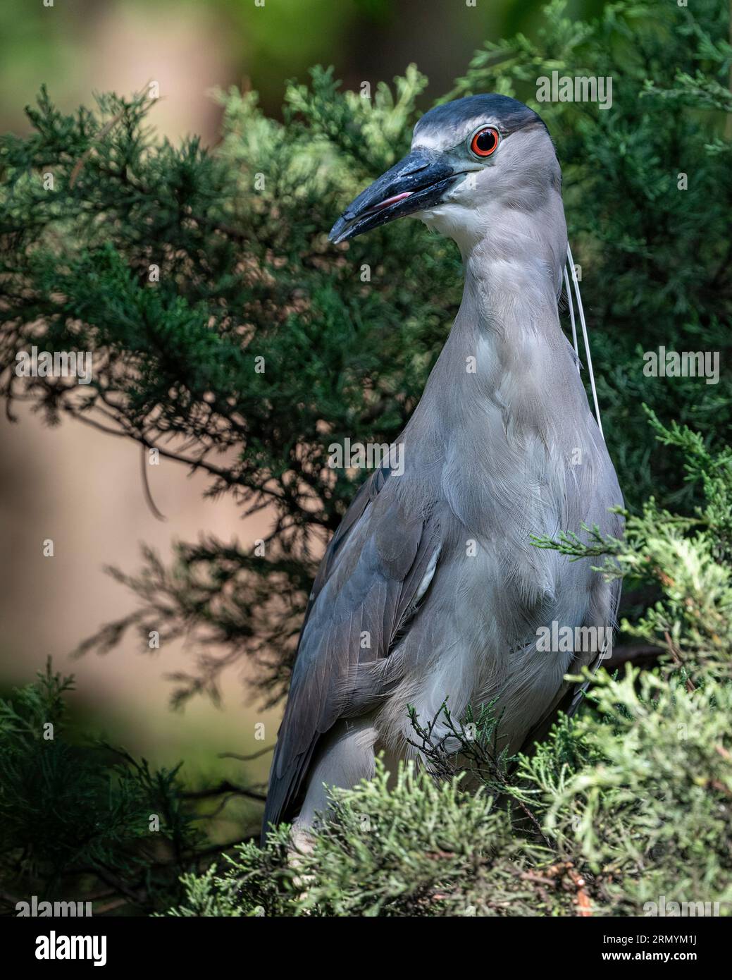 Black-crowned Night-Heron Nycticorax nycticorax perched in tree Stock ...