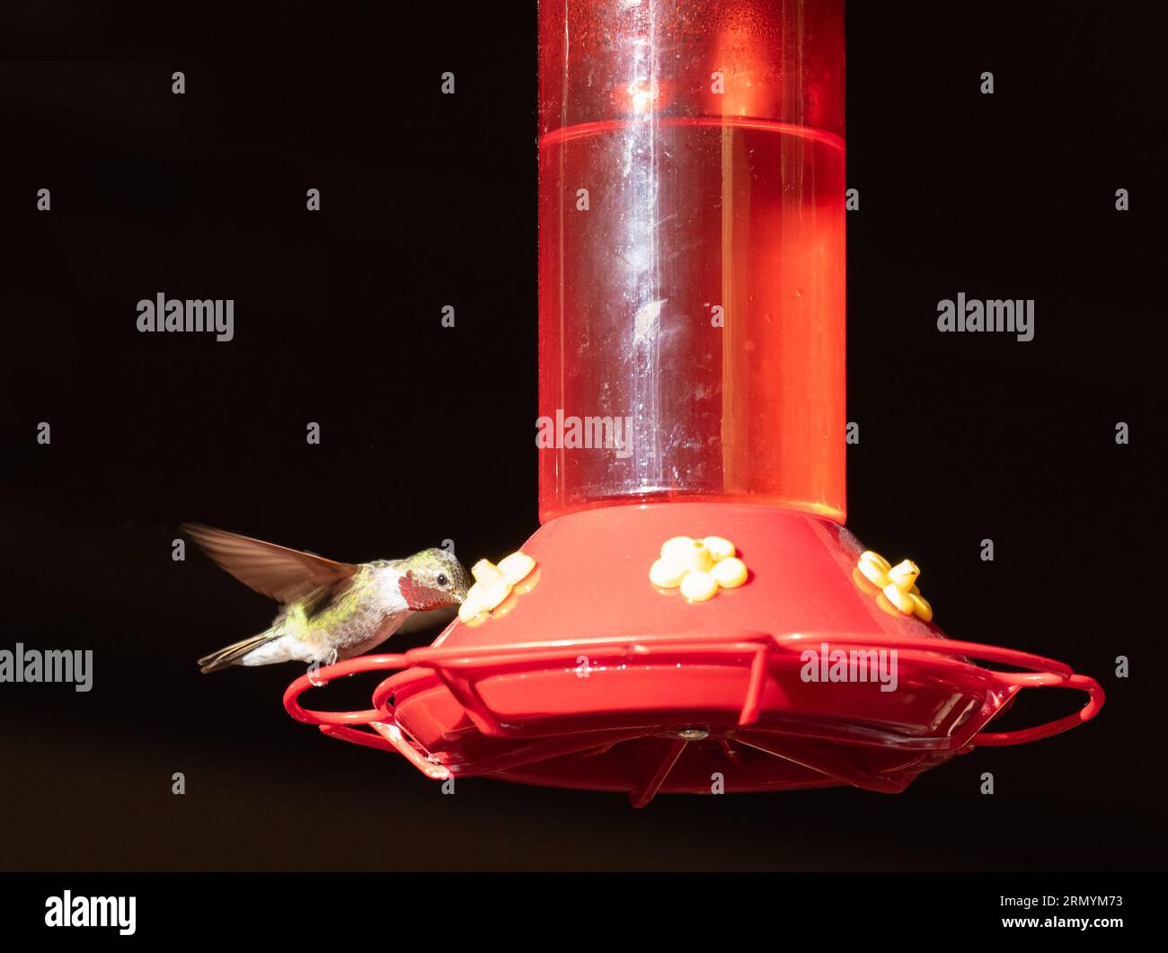 Male broad-tailed hummingbird drinking from a red hummingbird feeder ...