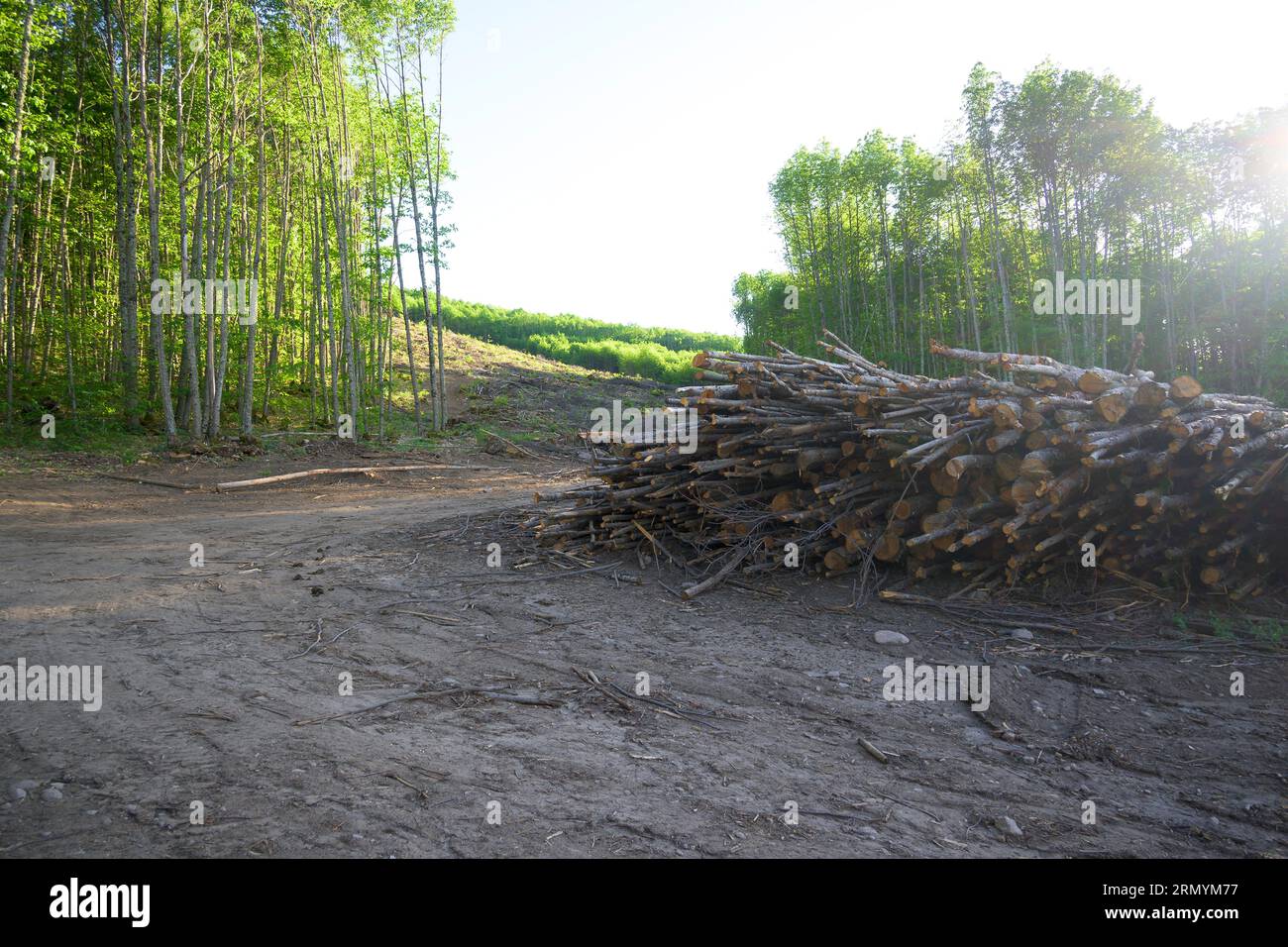 Felling of trees in forest with stacked logs and area of green trees ...