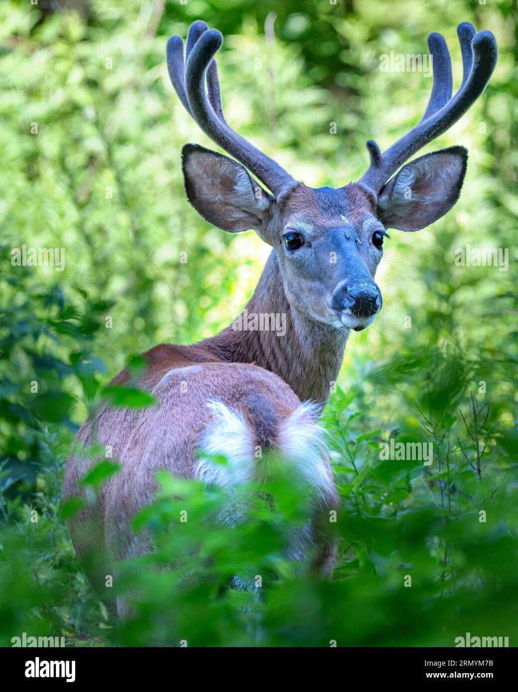Cervidae male deer buck with velvety antlers alert in the woods Stock ...