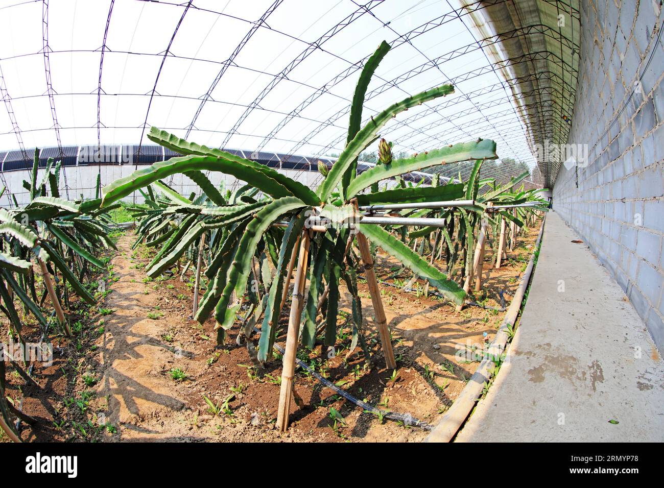 Pitaya greenhouse planting in hi-res stock photography and images - Alamy