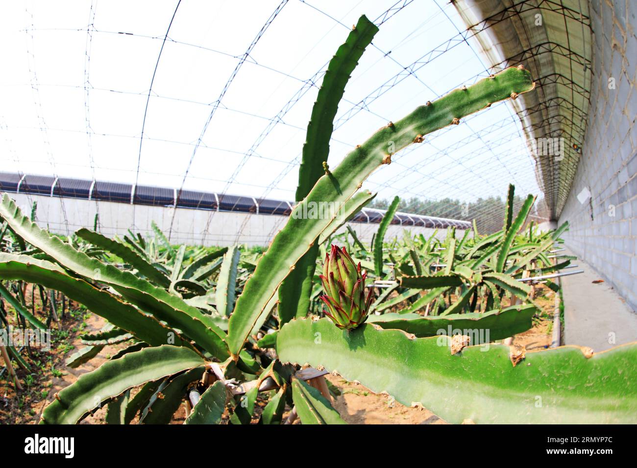Pitaya greenhouse planting greenhouse in the farm Stock Photo - Alamy