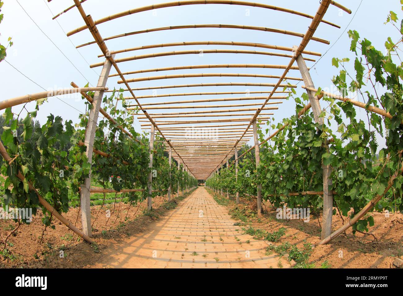 Plants grow in corridor hi-res stock photography and images - Alamy