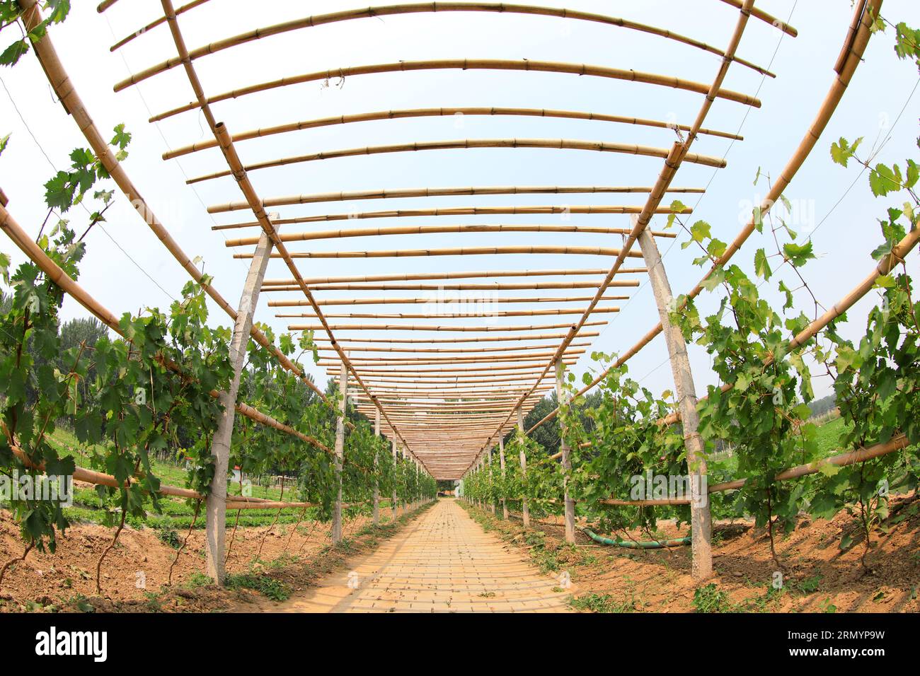 Plants grow in corridor hi-res stock photography and images - Alamy