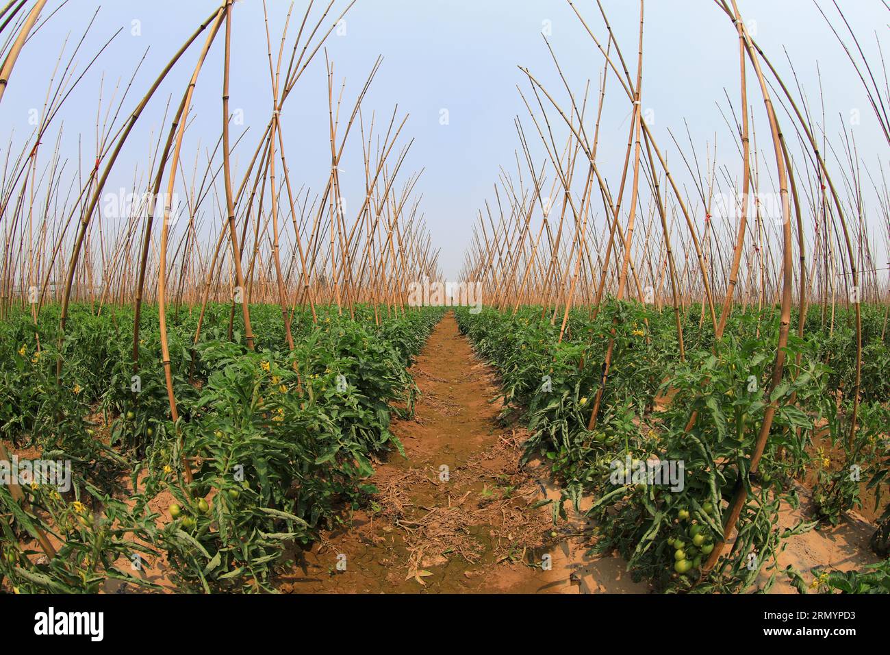 Tomatoes are grown in fields, North China Stock Photo - Alamy
