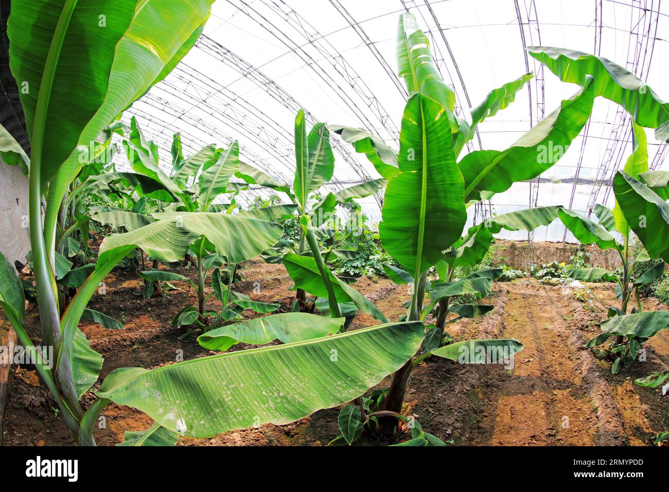 Tropical trees in greenhouses hi-res stock photography and images - Alamy
