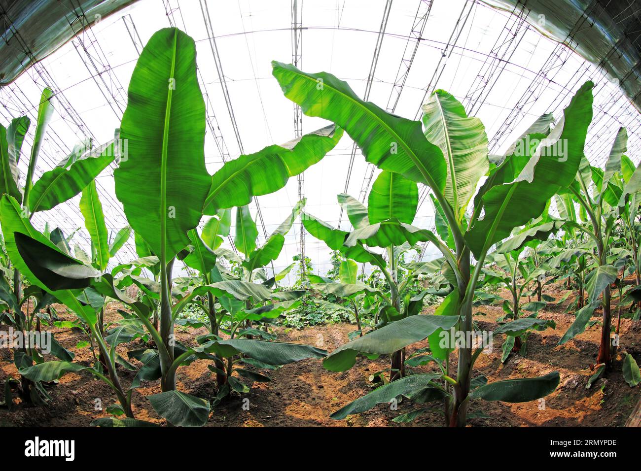banana trees in greenhouses, North China Stock Photo - Alamy