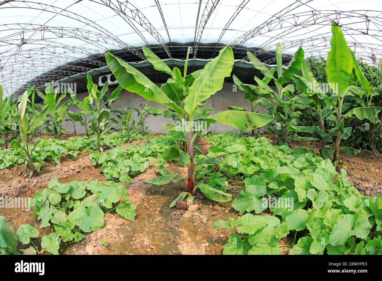 banana trees in greenhouses, North China Stock Photo - Alamy