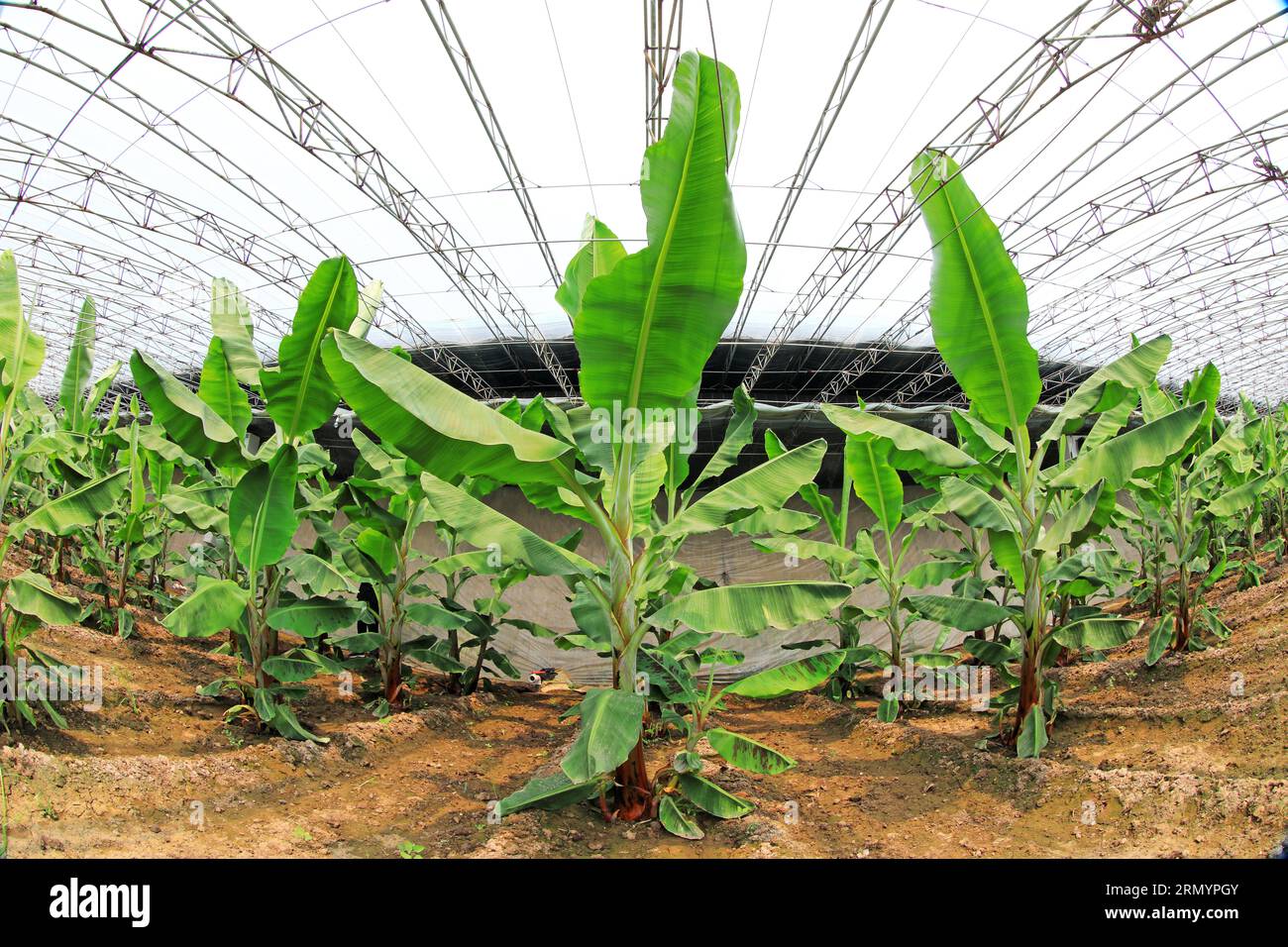 banana trees in greenhouses, North China Stock Photo - Alamy