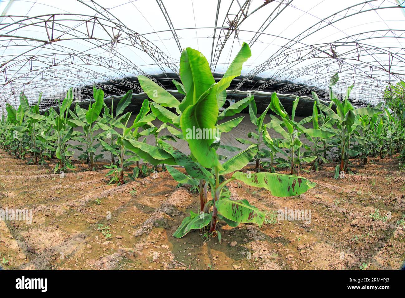 banana trees in greenhouses, North China Stock Photo - Alamy