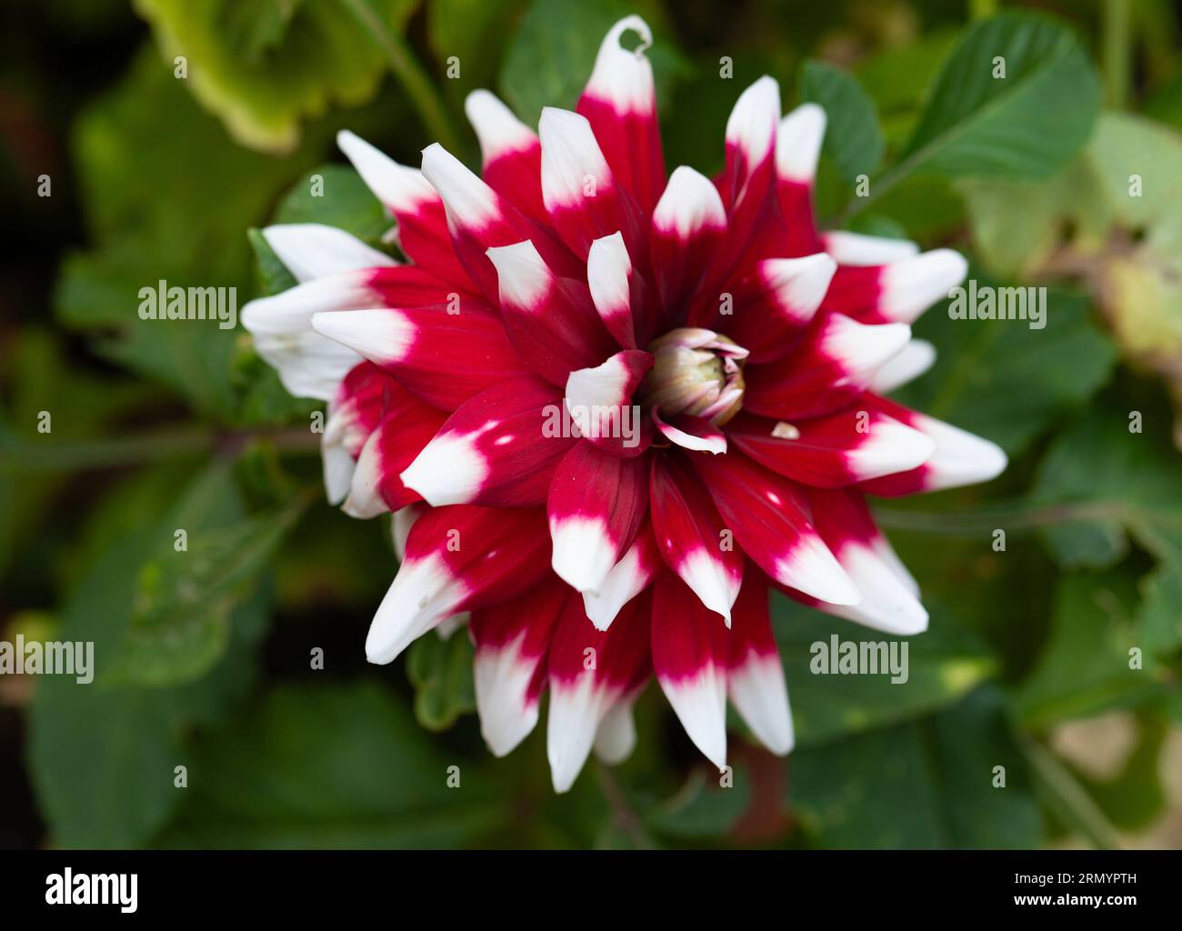 Beautiful summer garden colour hi-res stock photography and images - Alamy