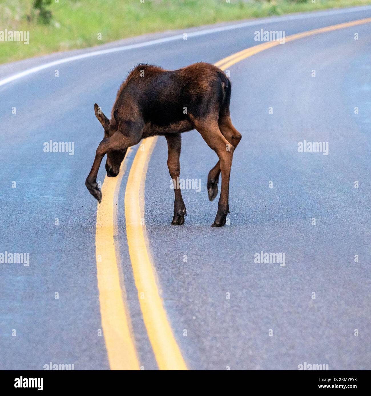Sow and calf hi-res stock photography and images - Alamy