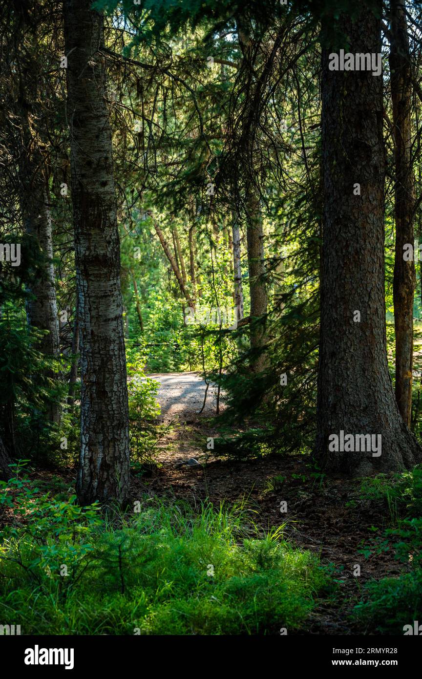 Thin Trail Passes Through Thick Forest To Road in Grand Teton National ...