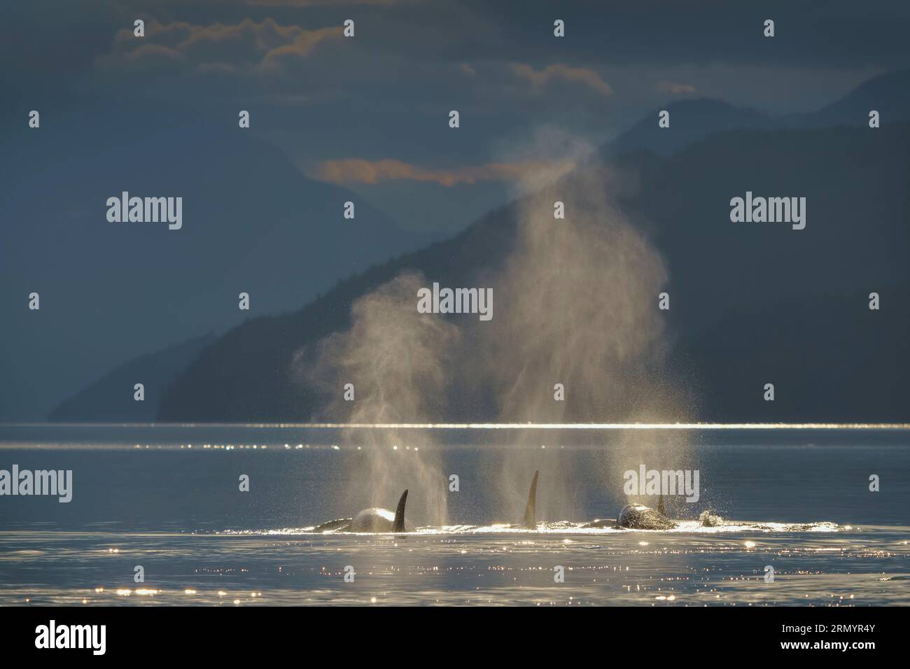 Peaceful early morning with Biggs Killer Whales (Orcinus orca) in ...
