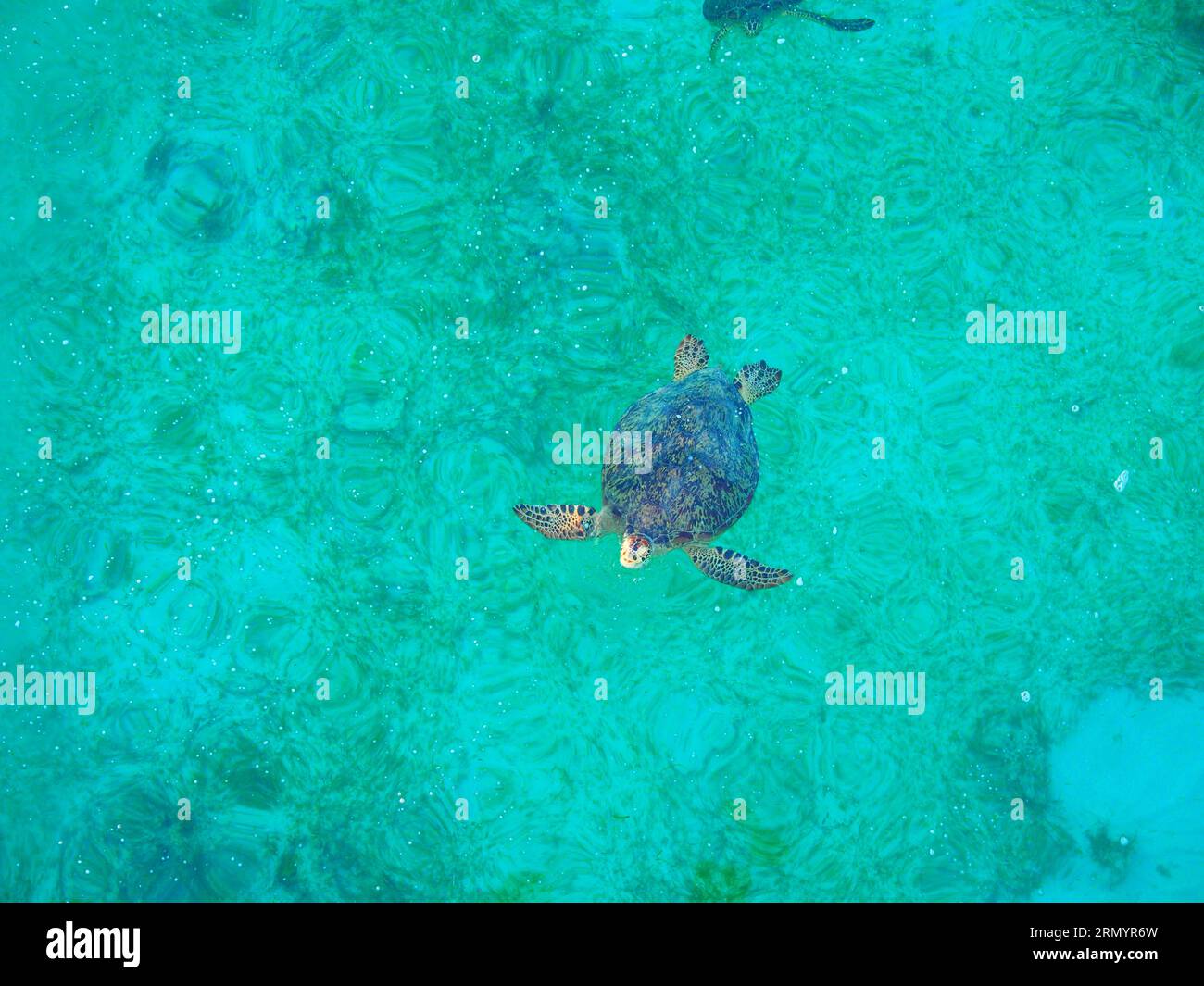 Sea Turtle, Miyako Island, Ishigaki Island, Okinawa, Japan Stock Photo ...