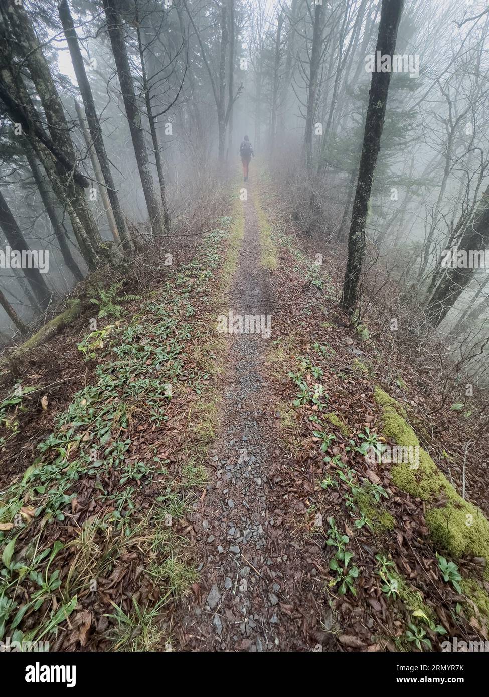 Woman Disappears Into Thick Fog Along The Appalachian Trail in the ...
