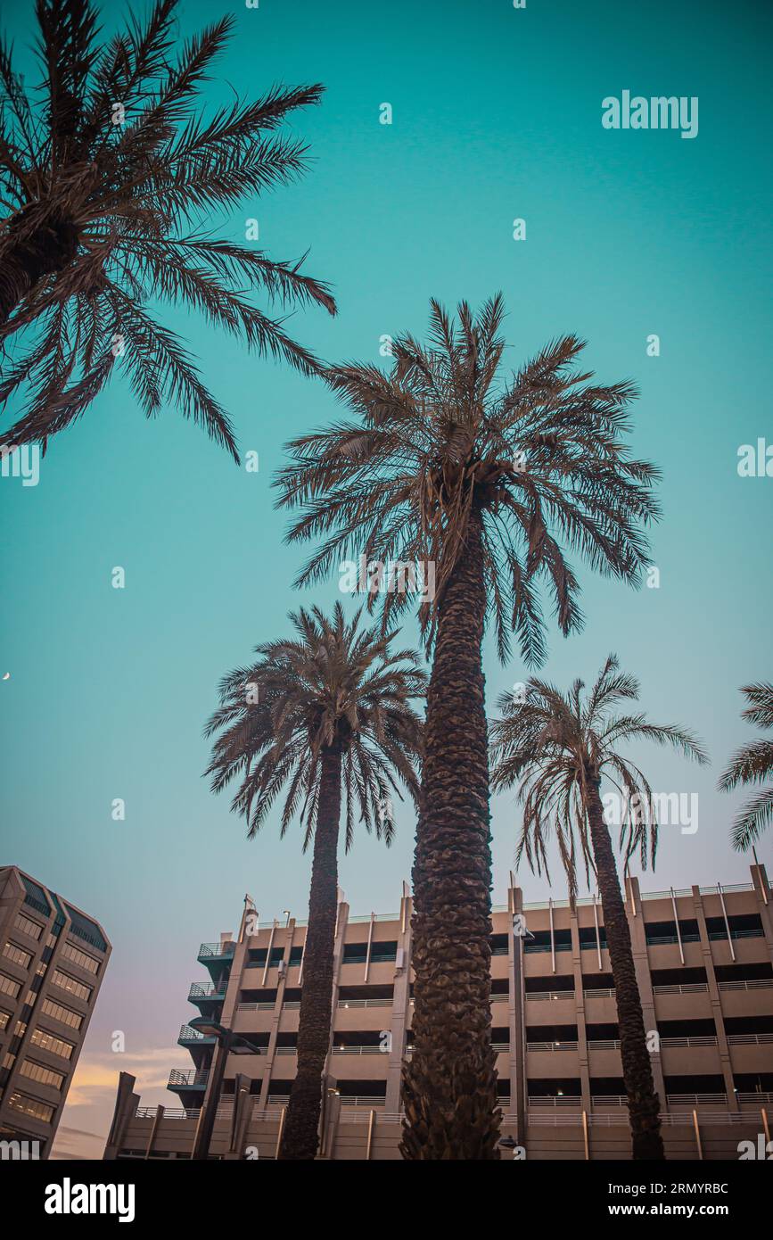 Palm trees up above hi-res stock photography and images - Alamy