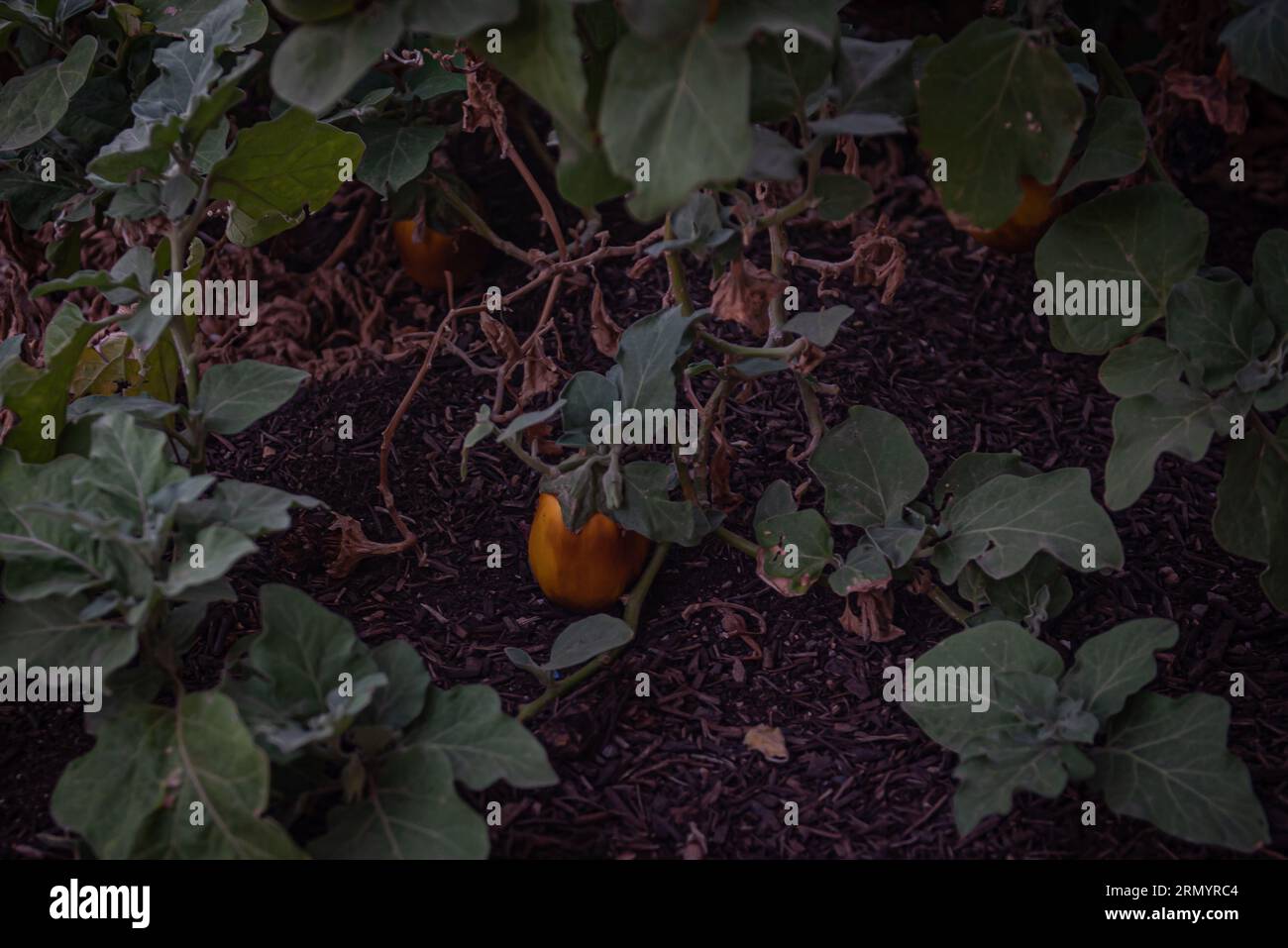 First fruit hi-res stock photography and images - Alamy