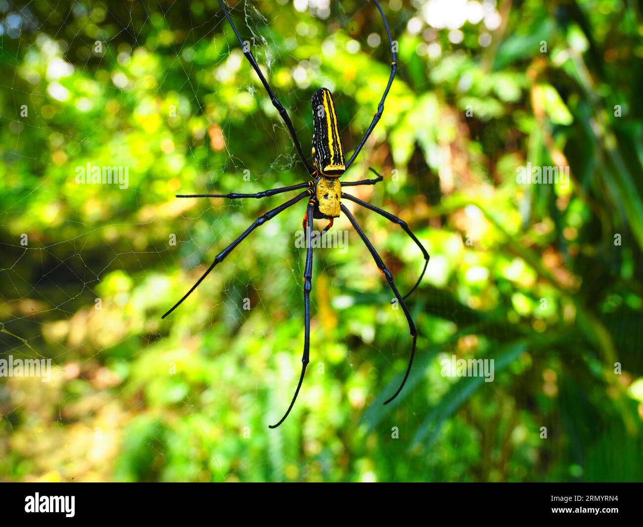 Spider, South East Asia Stock Photo - Alamy
